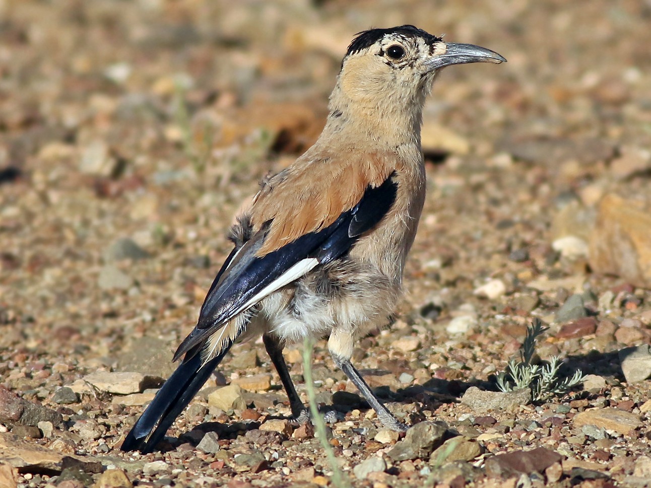 Mongolian Ground-Jay - eBird
