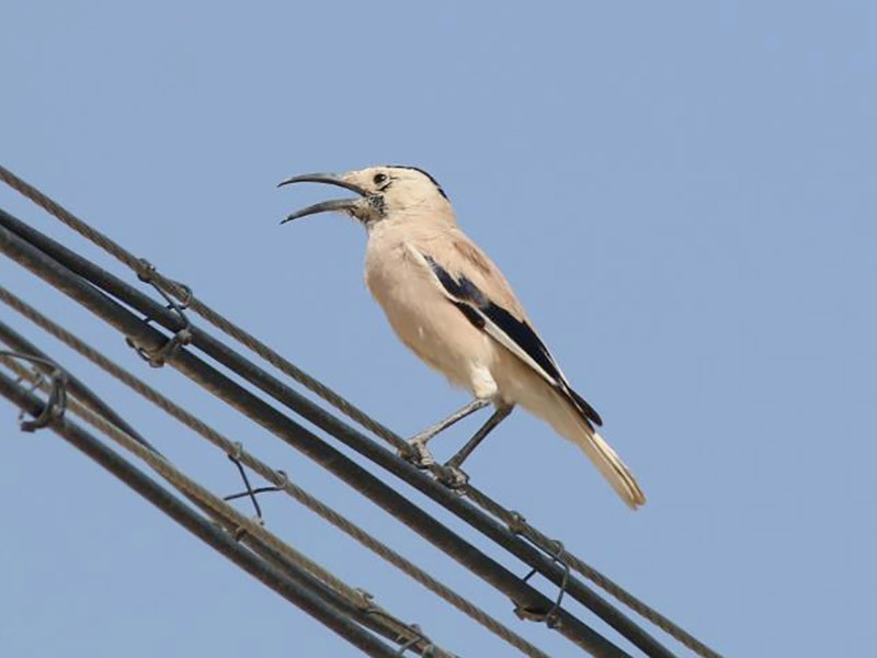 Xinjiang Ground-Jay - eBird
