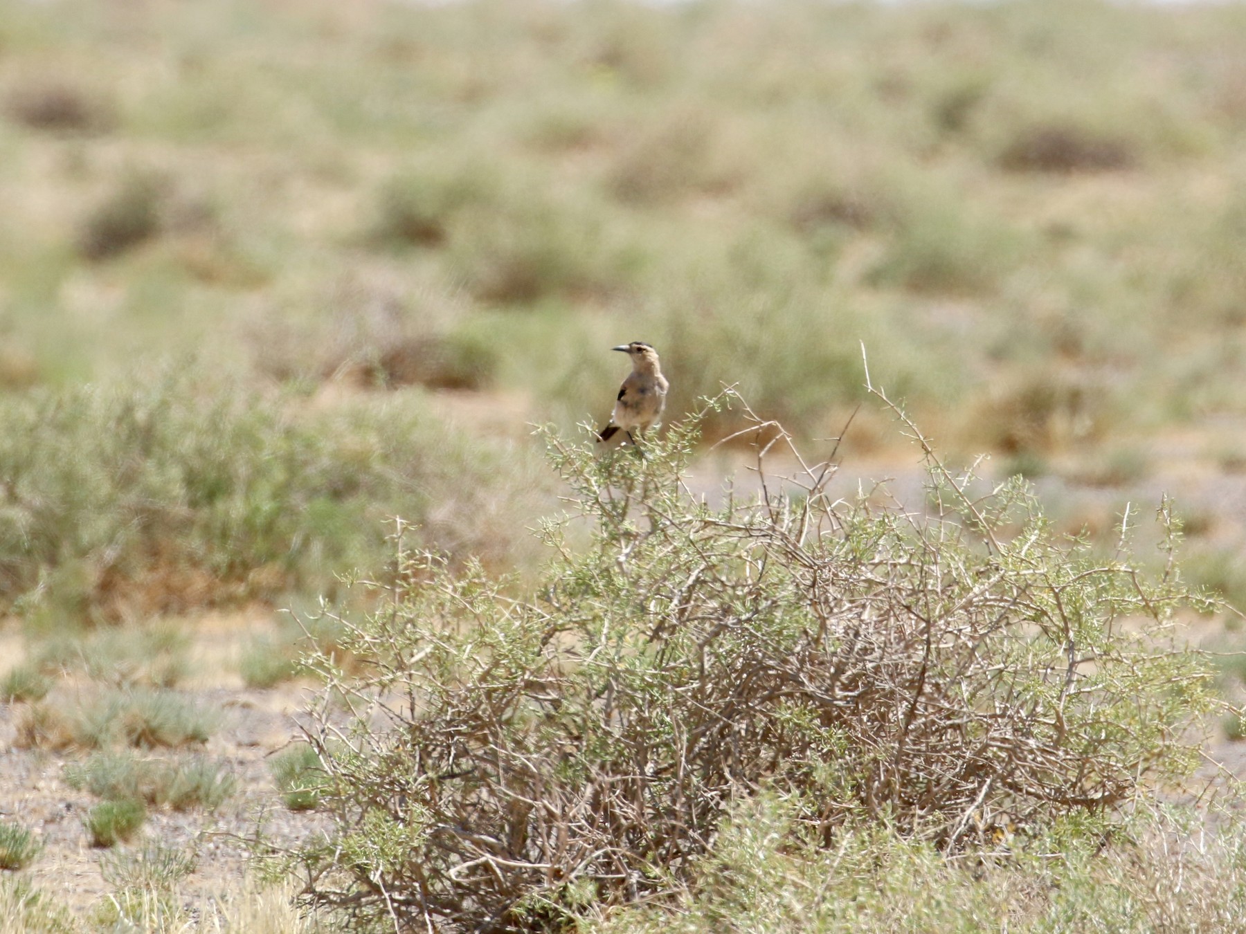 Mongolian Ground-Jay - eBird