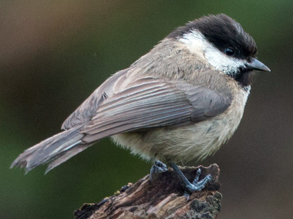 Sichuan Tit - eBird