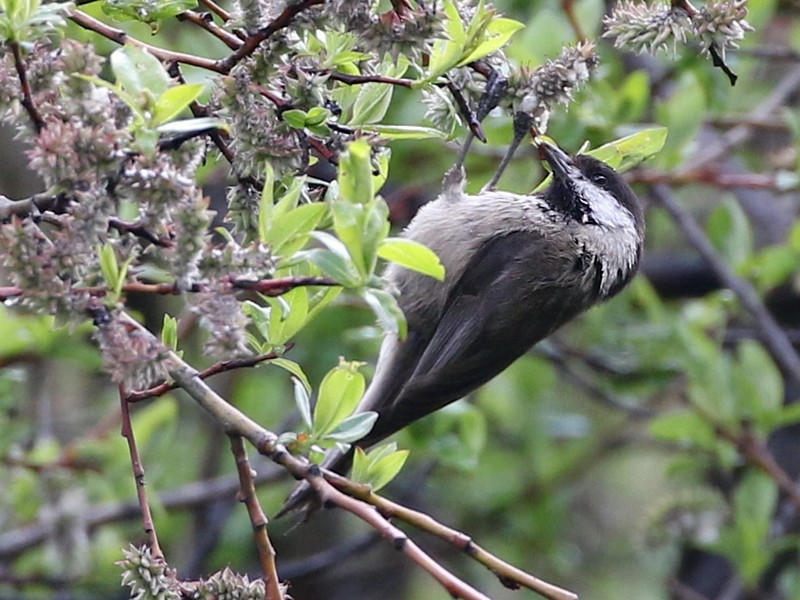 Sichuan Tit - eBird