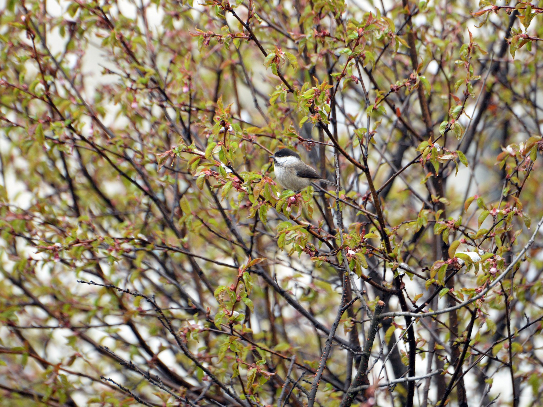 Sichuan Tit - eBird