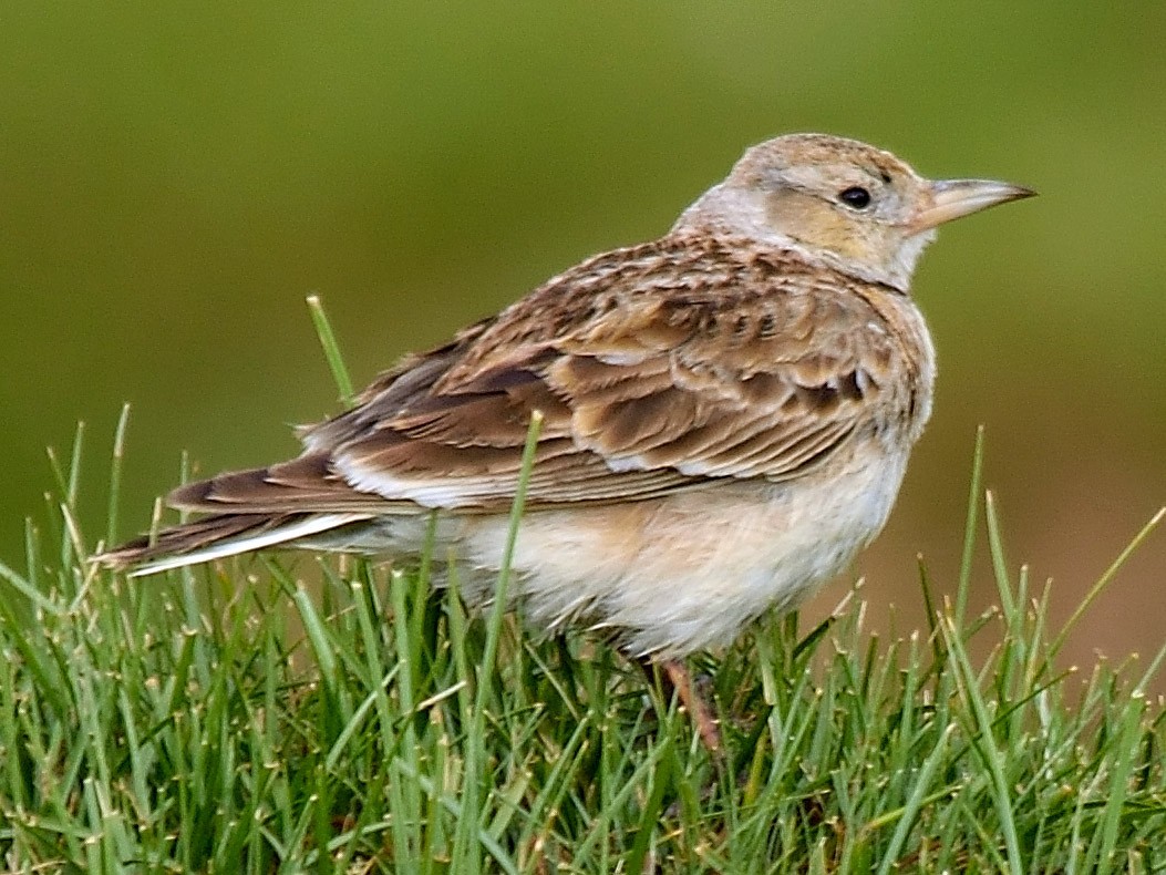 Tibetan Lark - eBird