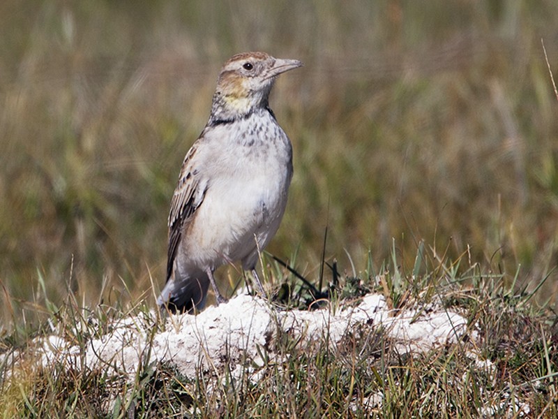 Tibetan Lark - eBird
