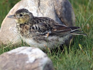Tibetan Lark - eBird