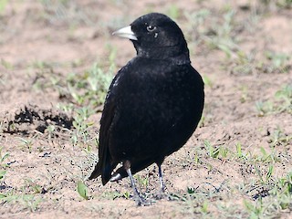 Black Lark - eBird