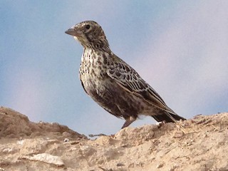 Black Lark - eBird