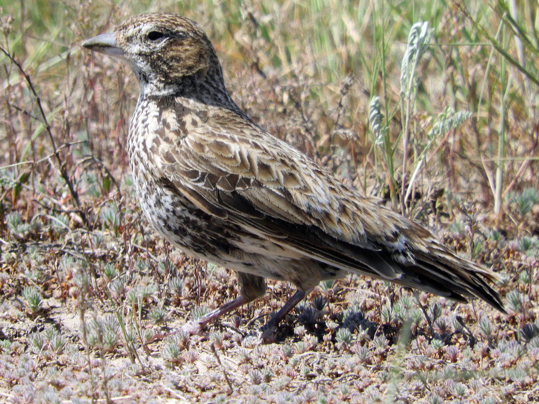 Black Lark - eBird