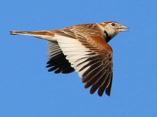 Mongolian Lark - eBird