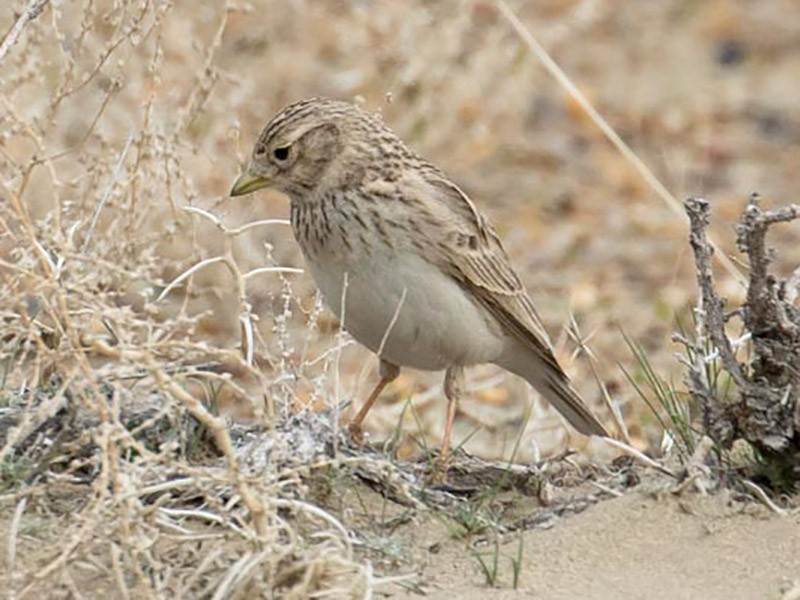 Asian Short-toed Lark - eBird