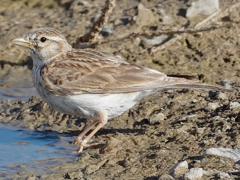 Asian Short-toed Lark - eBird