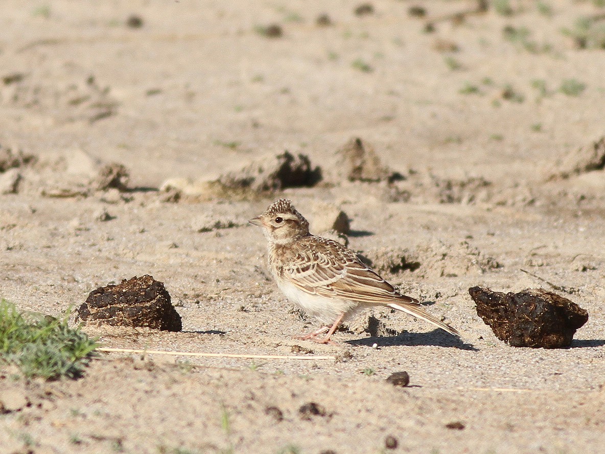 Asian Short-toed Lark - eBird