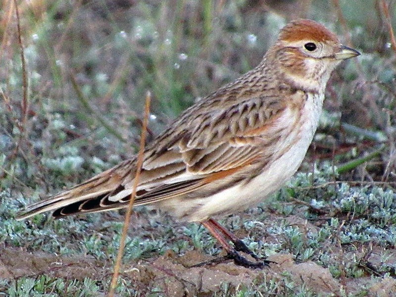 White-winged Lark - eBird
