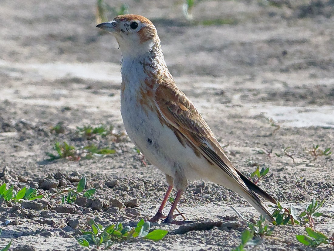 White-winged Lark - eBird