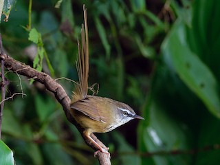 Hill Prinia - eBird