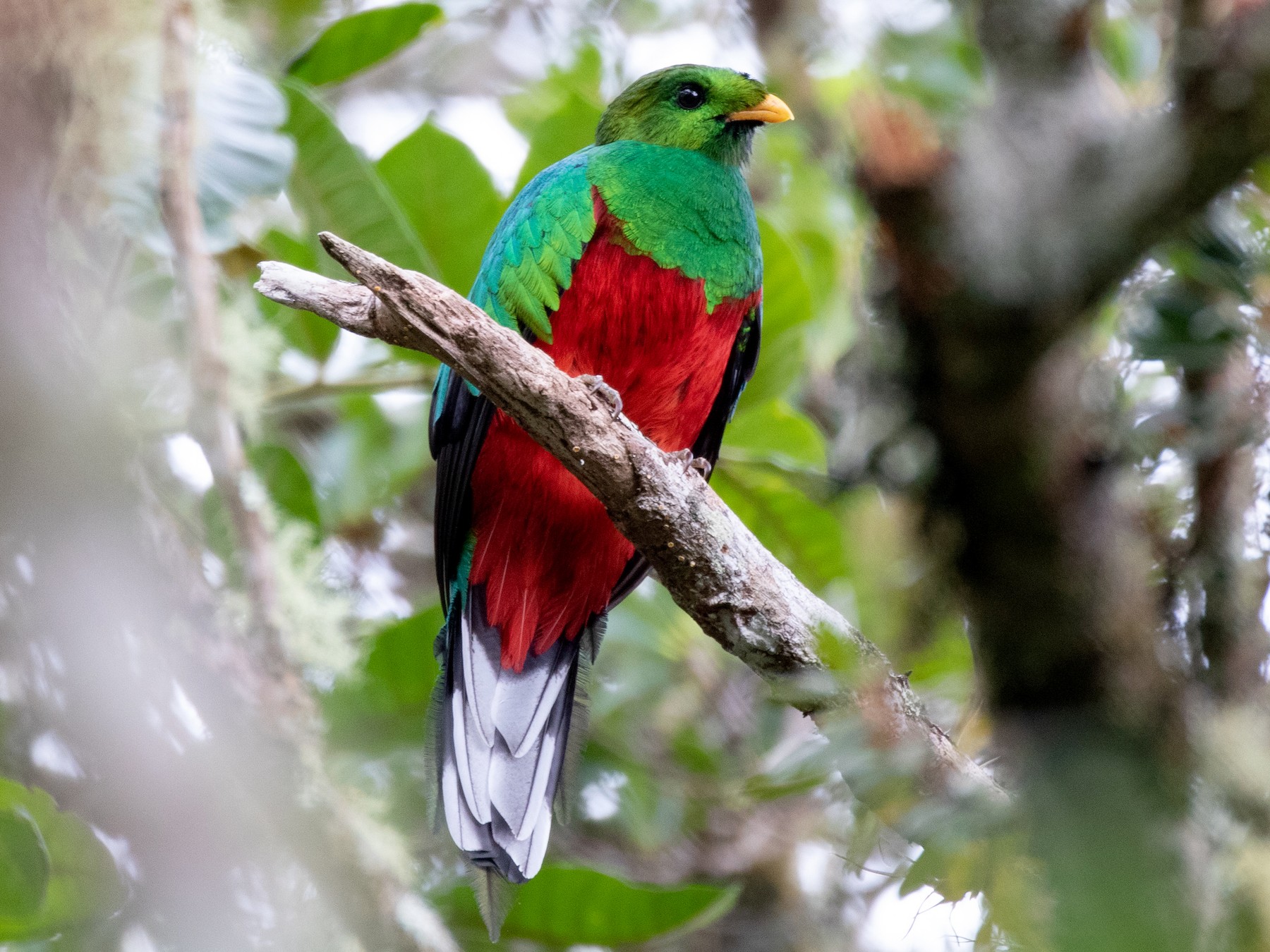 White-tipped Quetzal - eBird