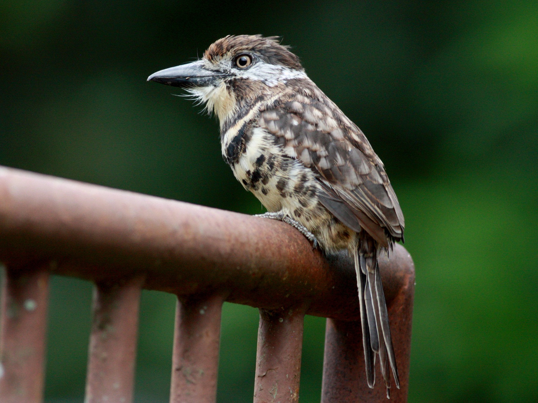 Russet-throated Puffbird - eBird