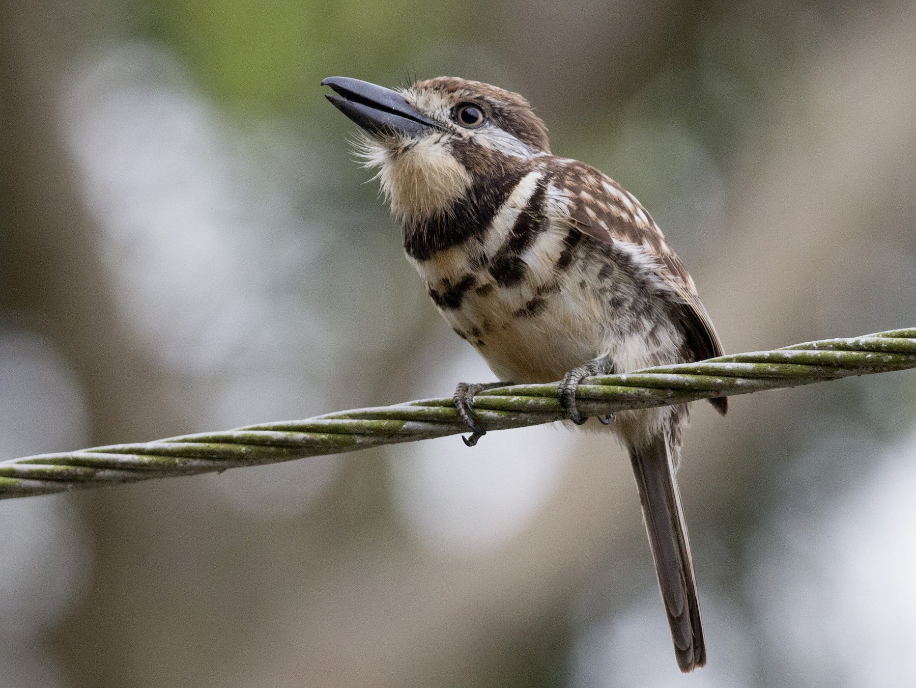 Russet-throated Puffbird - eBird