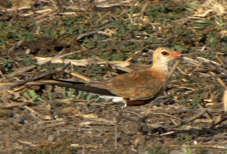 eBird Checklist - 12 Dec 2012 - Mungalla Station (Forrest Beach) - 70 ...