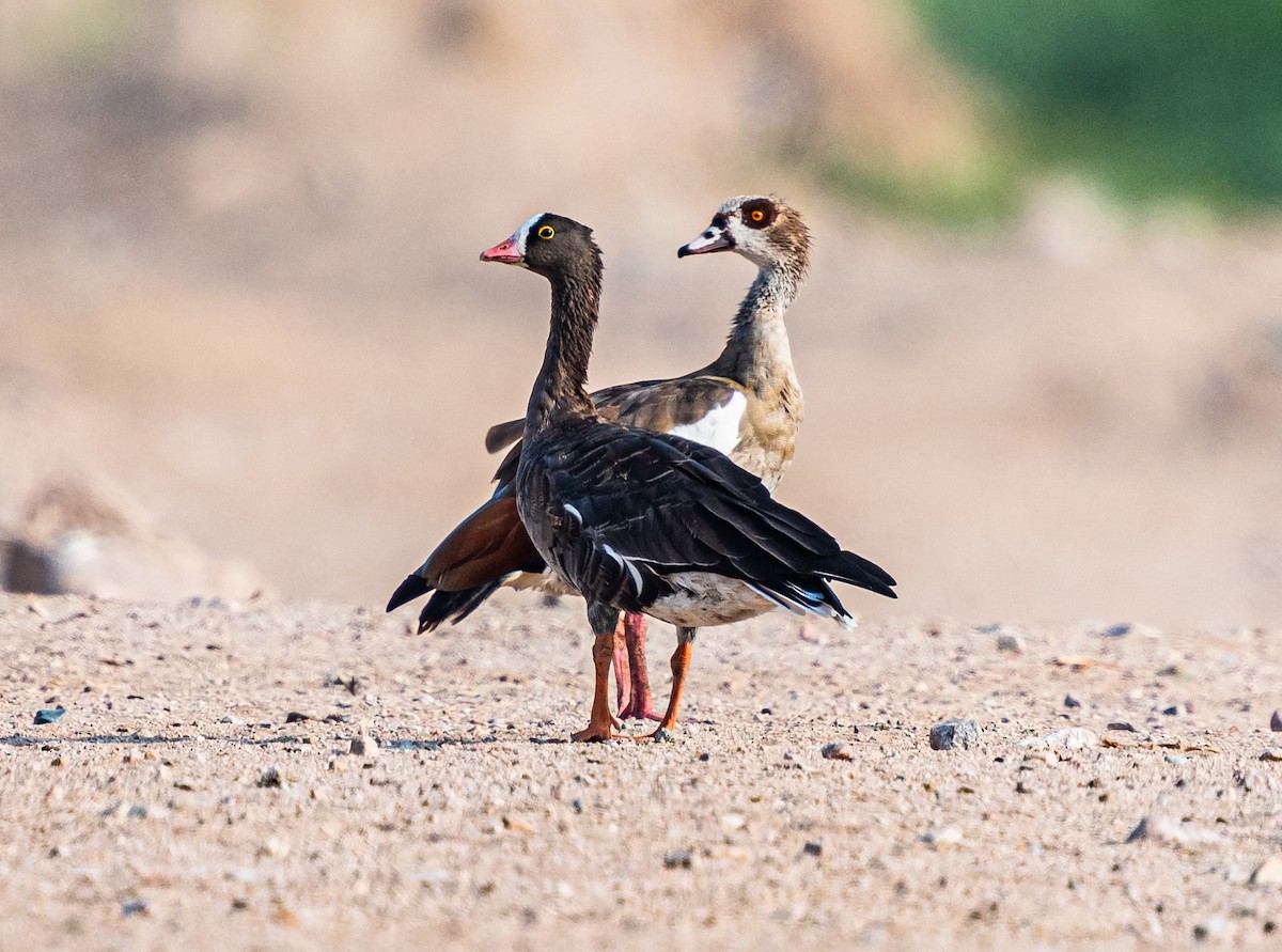 eBird Checklist - 20 Sep 2019 - Aqaba Bird Observatory - 39 species