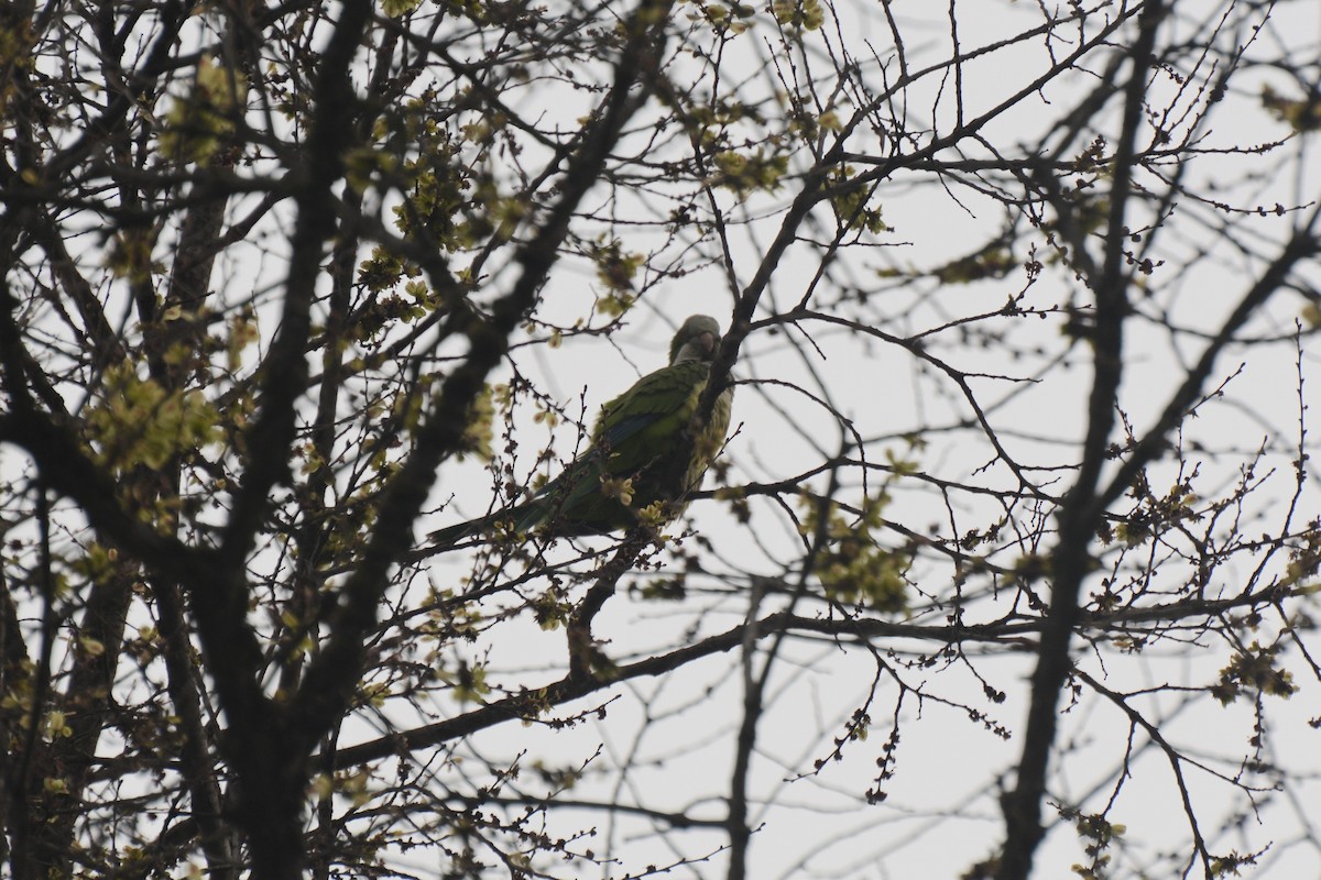 eBird Checklist - 20 Sep 2019 - Los Niches - 21 species