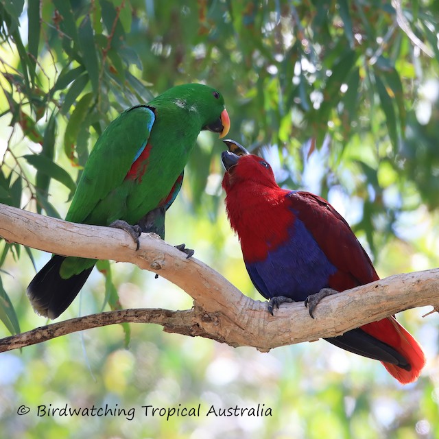 Eclectus Parrot Pair