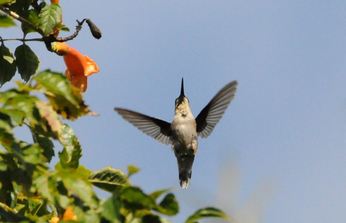 eBird Checklist - 21 Sep 2019 - Houston Arboretum and Nature Center - 7 ...