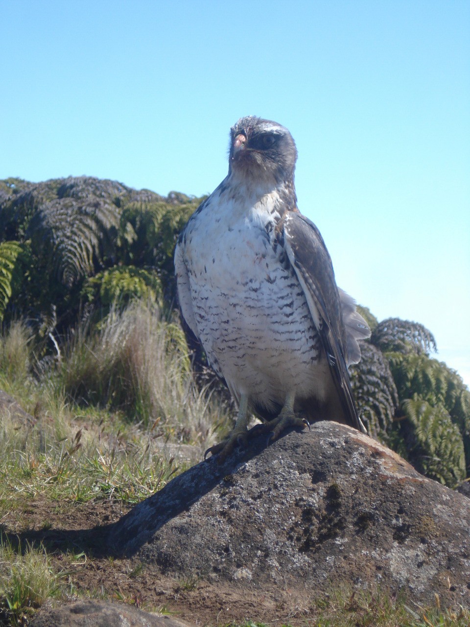 Buse tricolore (exsul) - eBird