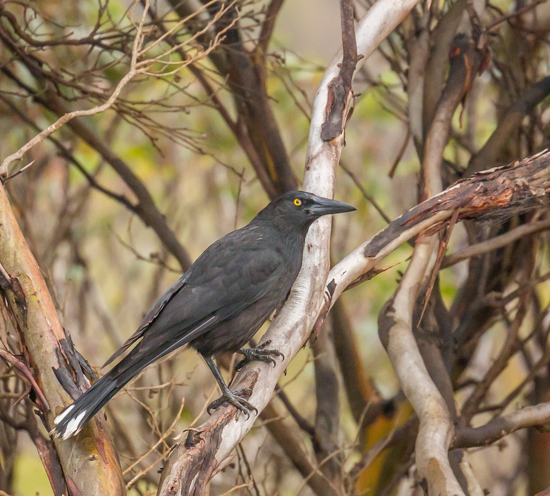 Gray Currawong (Kangaroo I.) - eBird