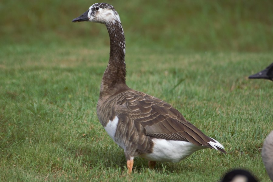 Swan Goose (Domestic type) x Canada Goose (hybrid) - eBird