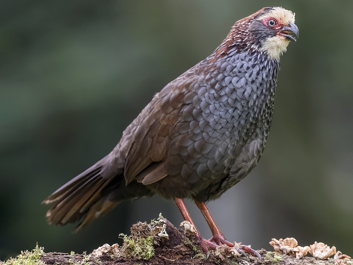 Buffy-crowned Wood-Partridge - Dendrortyx leucophrys - Birds of the World