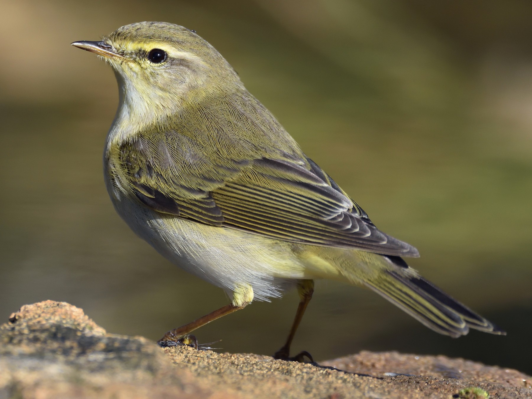 Willow Warbler - eBird