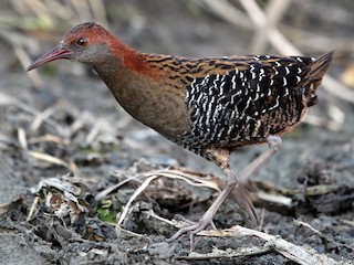 Lewin's Rail - eBird