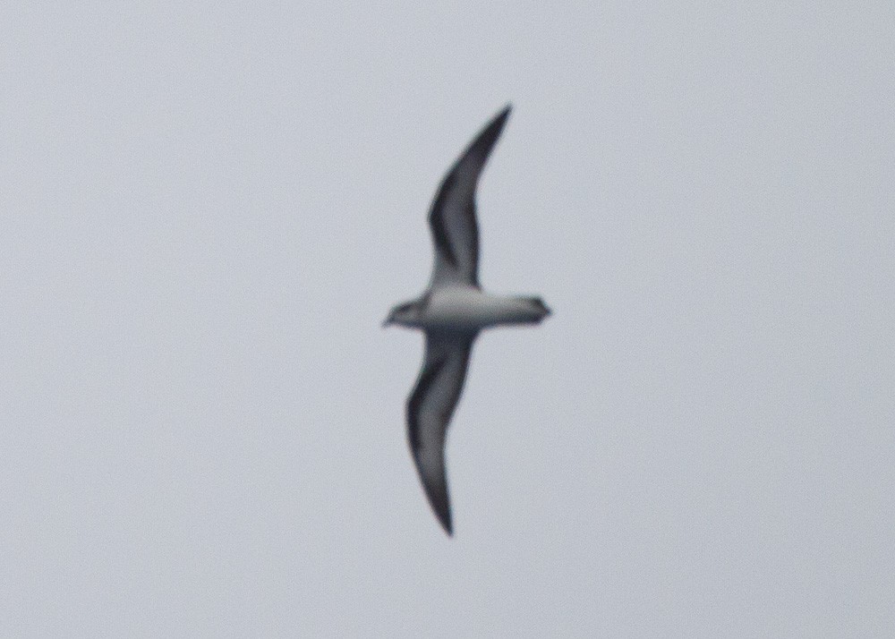 eBird Checklist - 17 Mar 2012 - Motus - Rapa Nui - 9 species