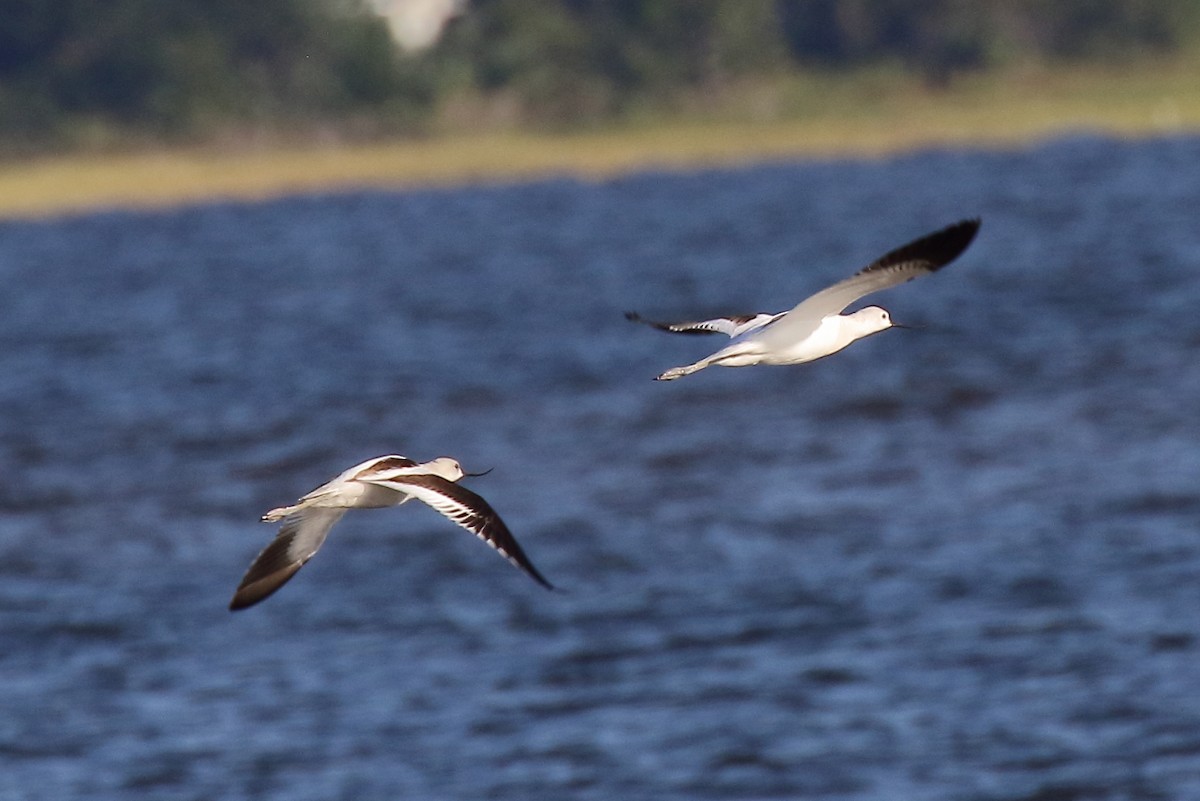 eBird Checklist - 23 Sep 2019 - Bald Point SP - 10 species (+1 other taxa)