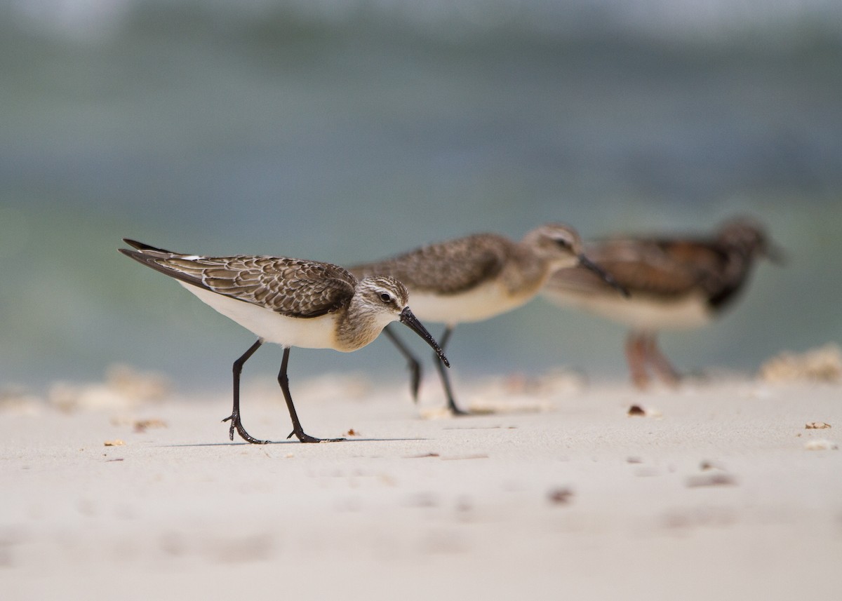 ML178657611 - Curlew Sandpiper - Macaulay Library