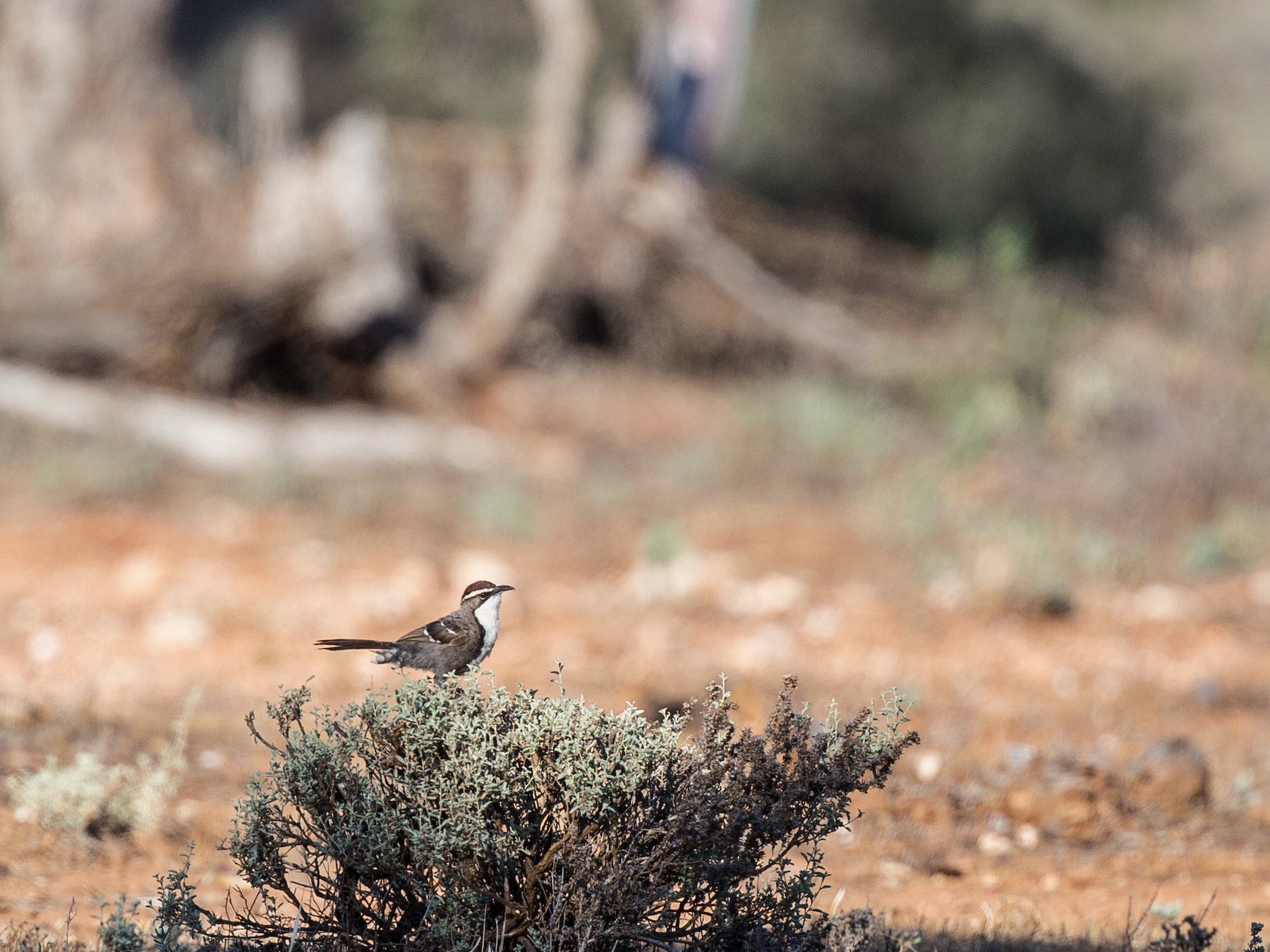Gárrulo coronirrufo - eBird