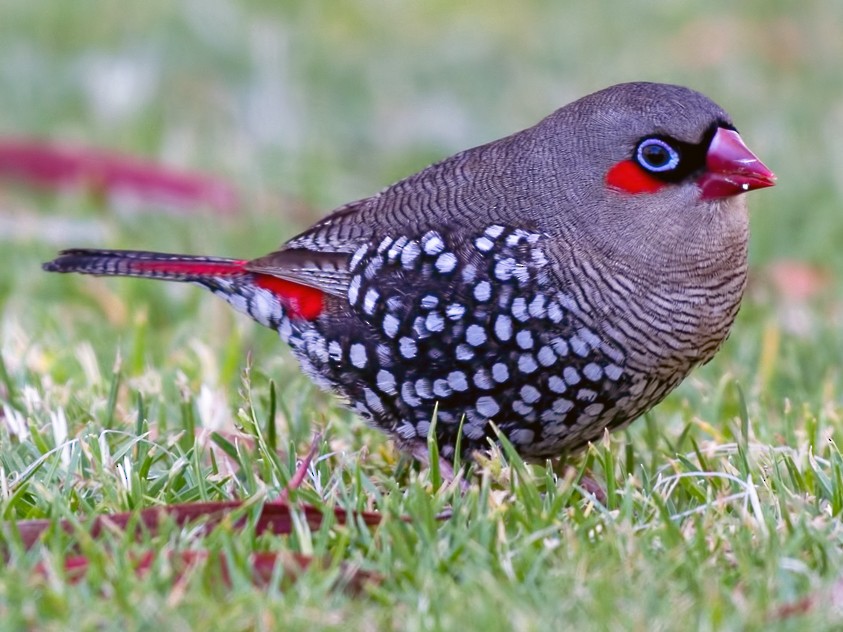 Red-eared Firetail - eBird