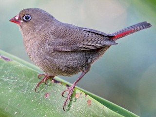 Red-eared Firetail - eBird