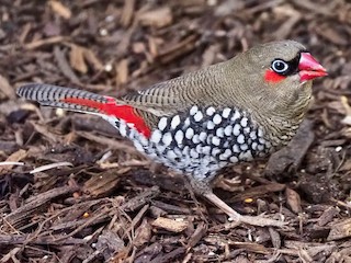 Red-eared Firetail - eBird