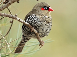 Red-eared Firetail - eBird