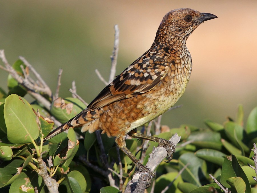 Western Bowerbird - eBird