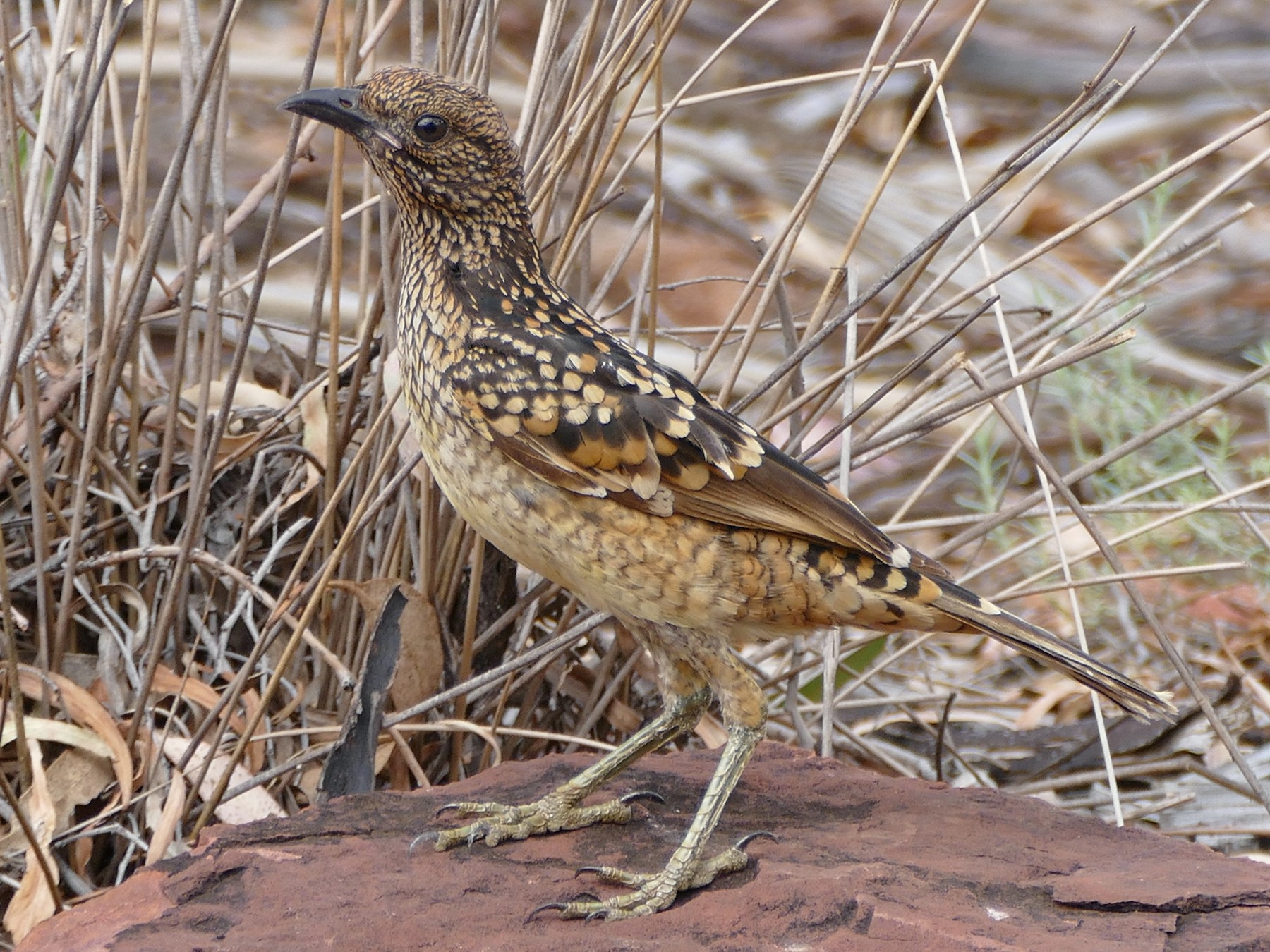 Western Bowerbird - eBird
