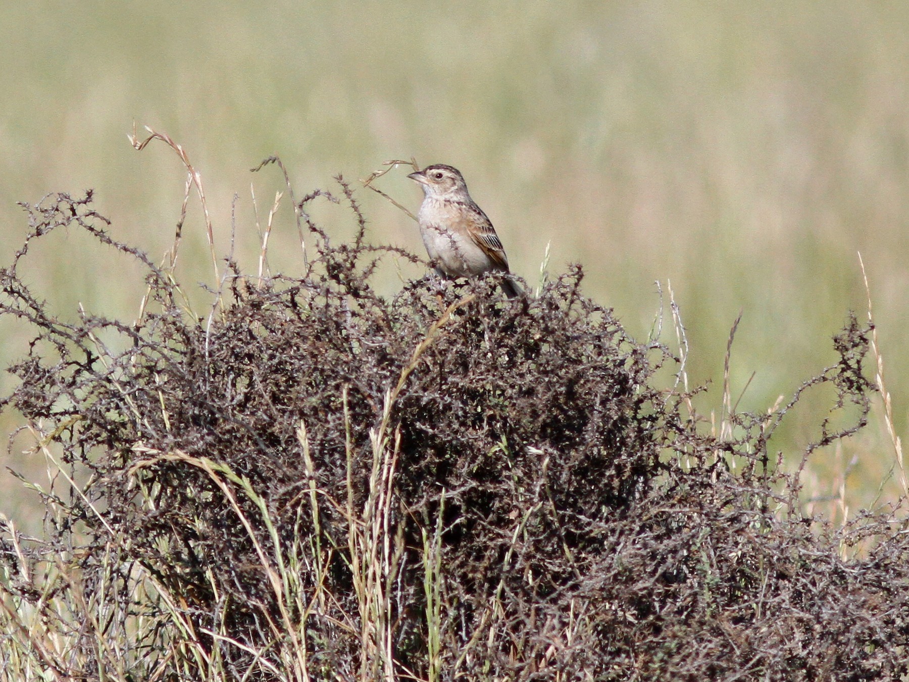 Singing Bushlark (Australasian) - eBird