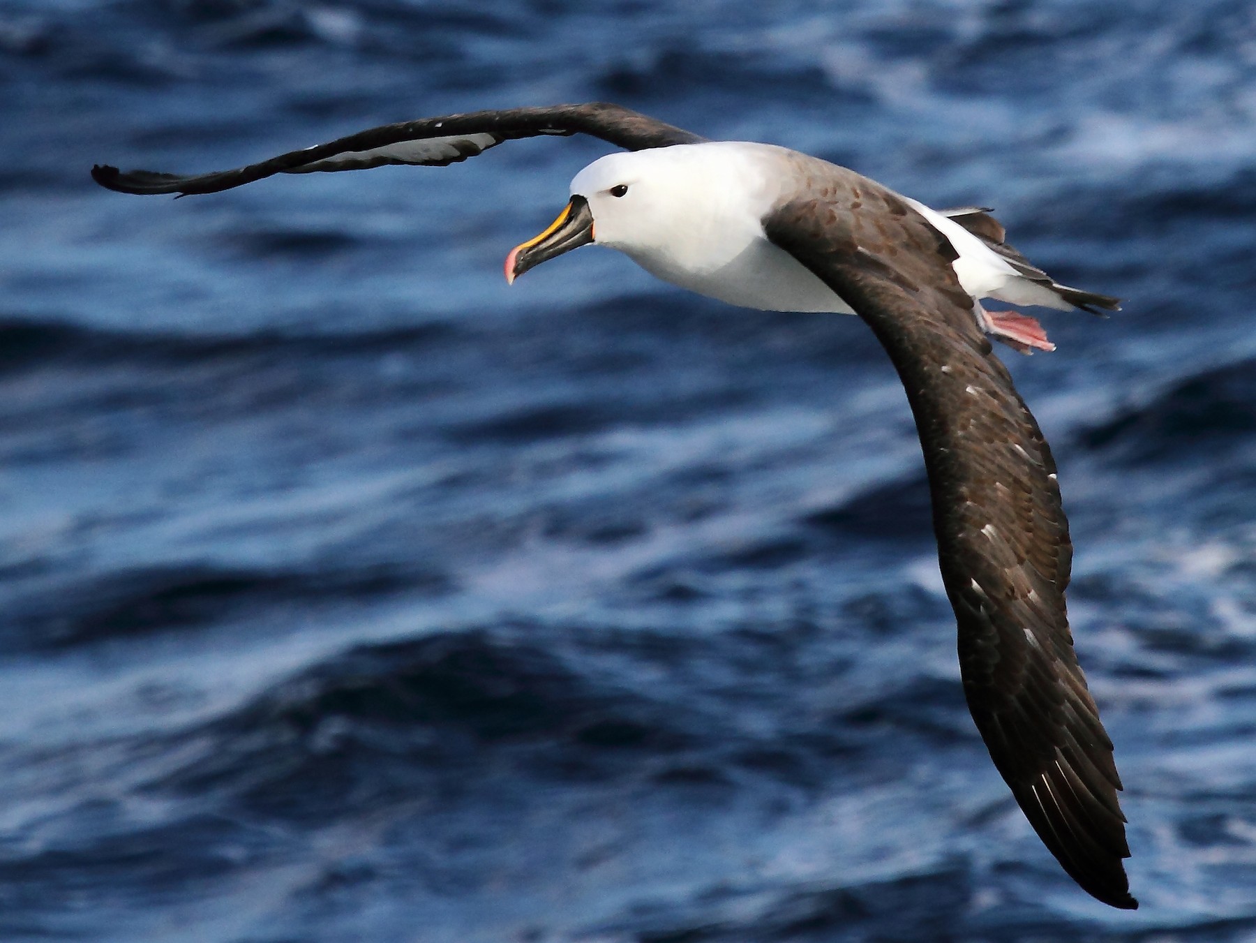 Atlantic/Indian Yellow-nosed Albatross - eBird