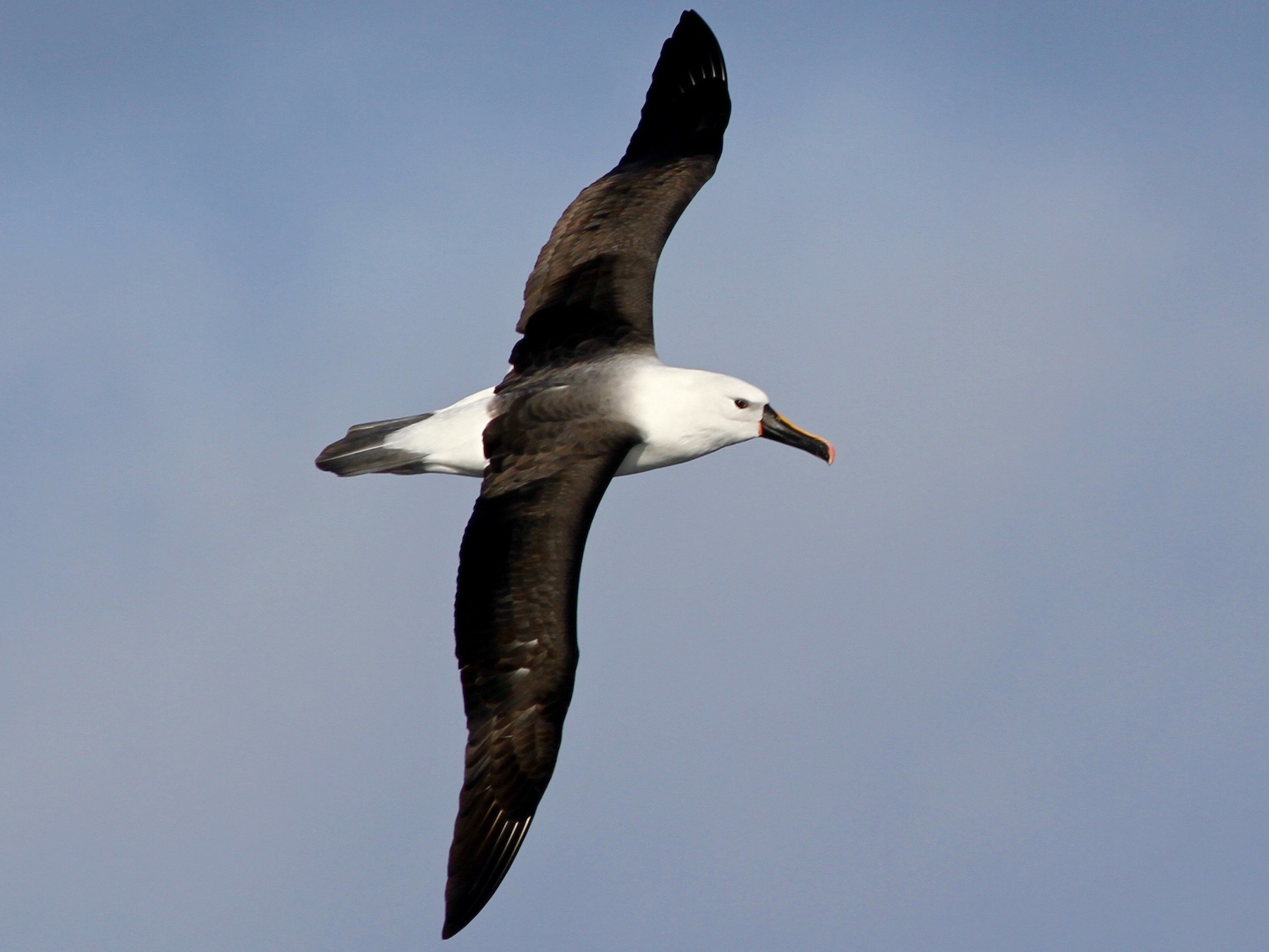 Yellow-nosed Albatross - eBird