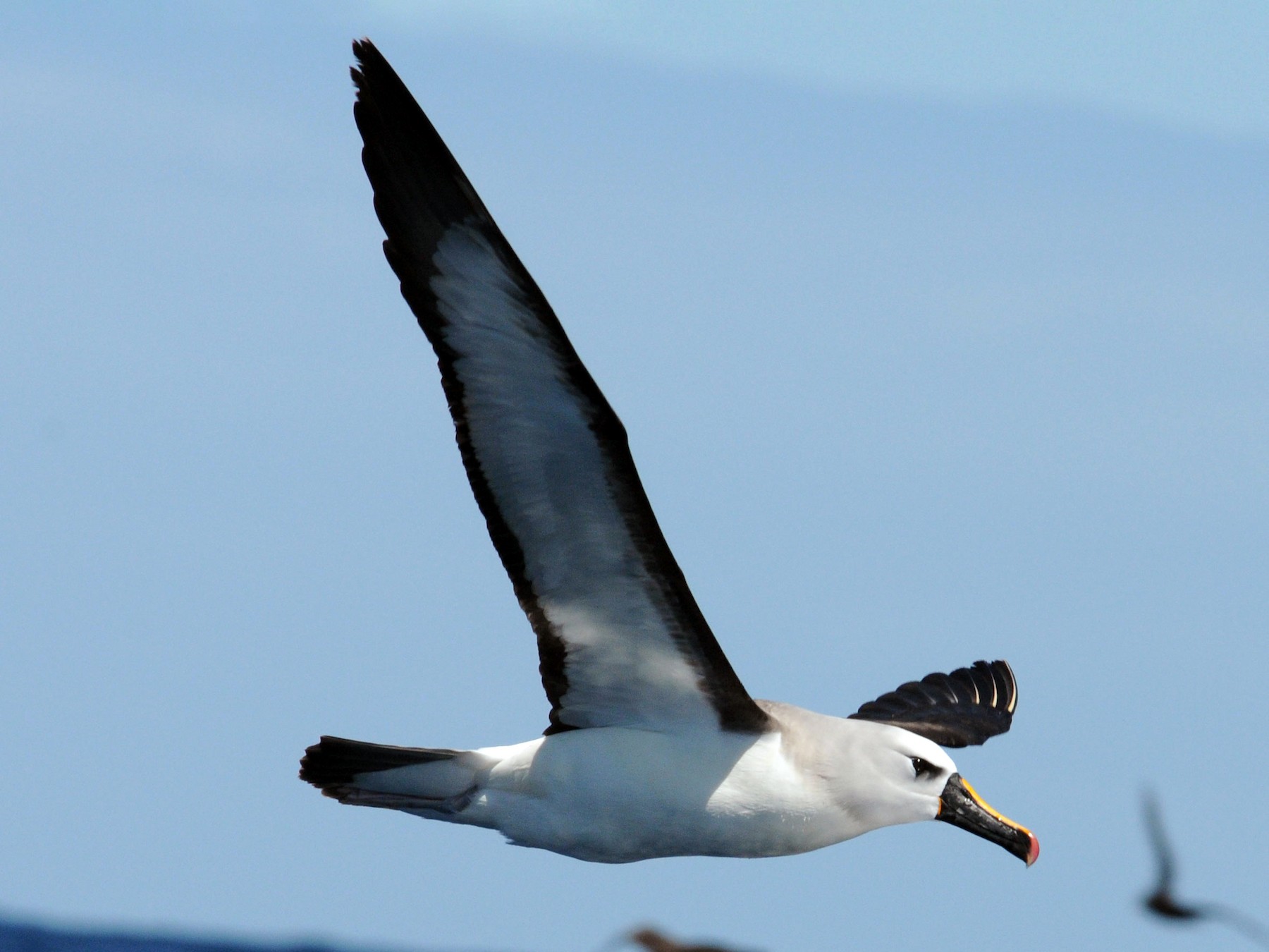Atlantic/Indian Yellow-nosed Albatross - eBird