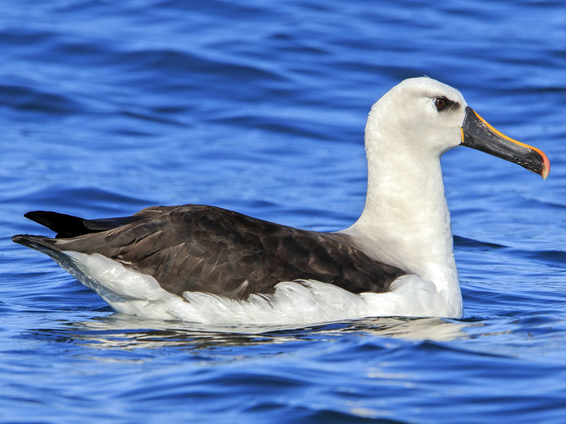 Atlantic/Indian Yellow-nosed Albatross - eBird