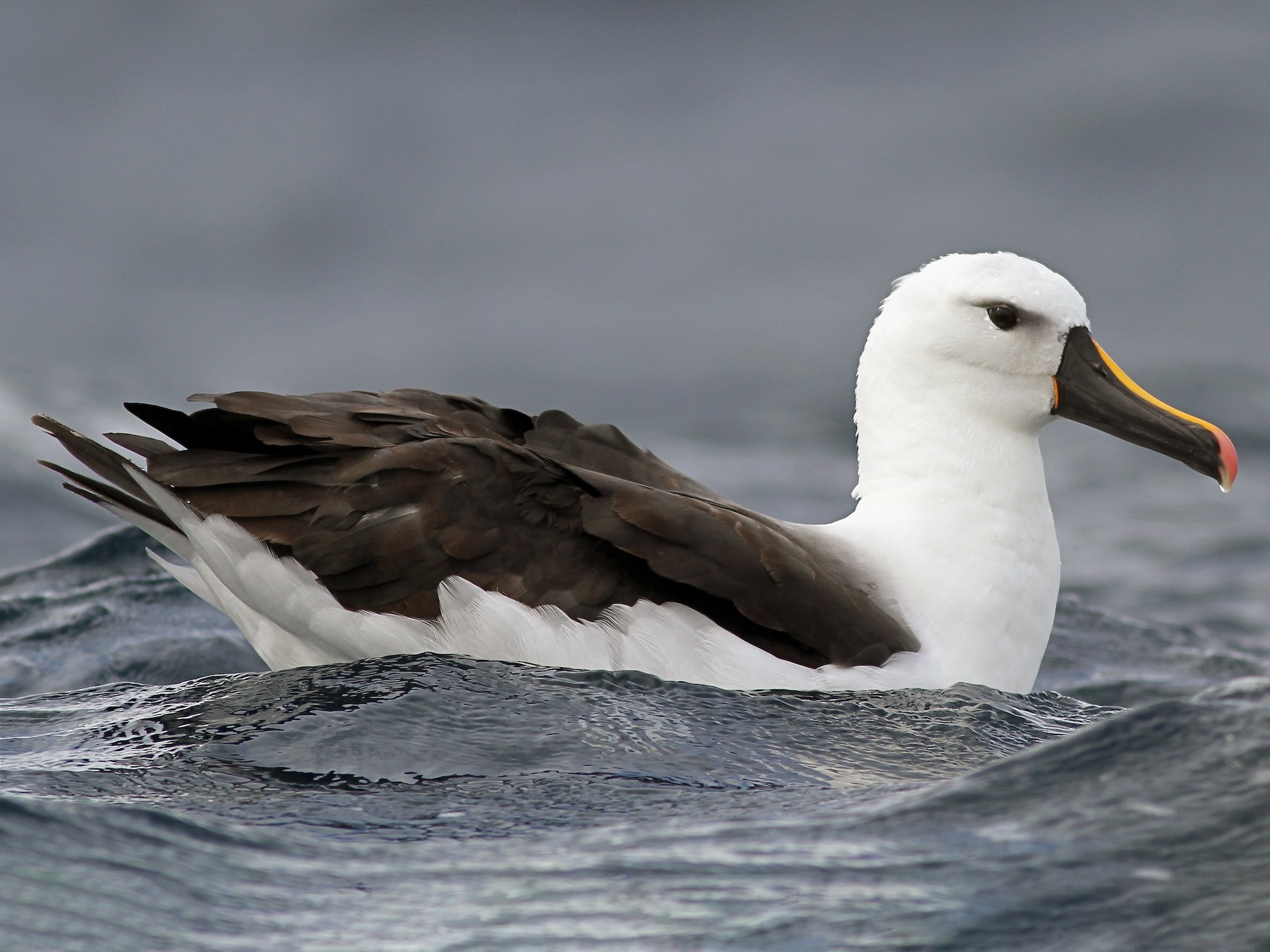 Atlantic/Indian Yellow-nosed Albatross - eBird
