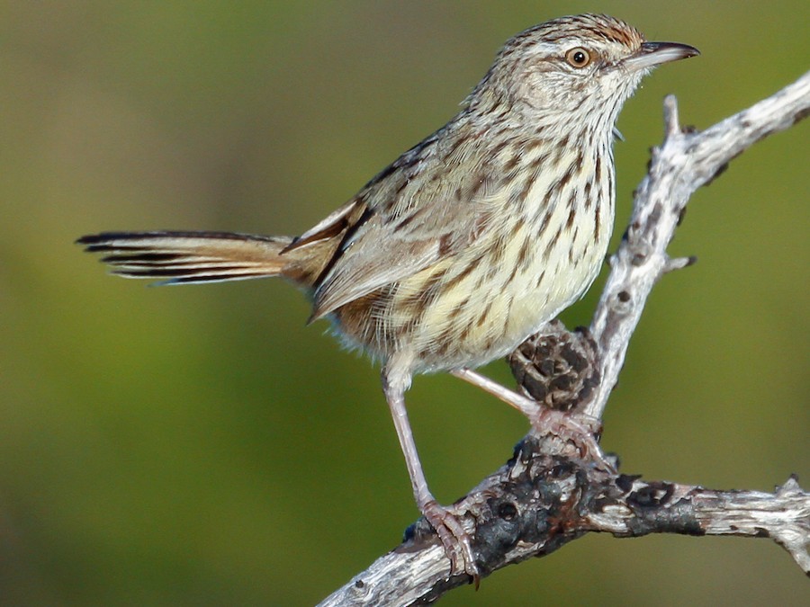 Western Fieldwren - eBird